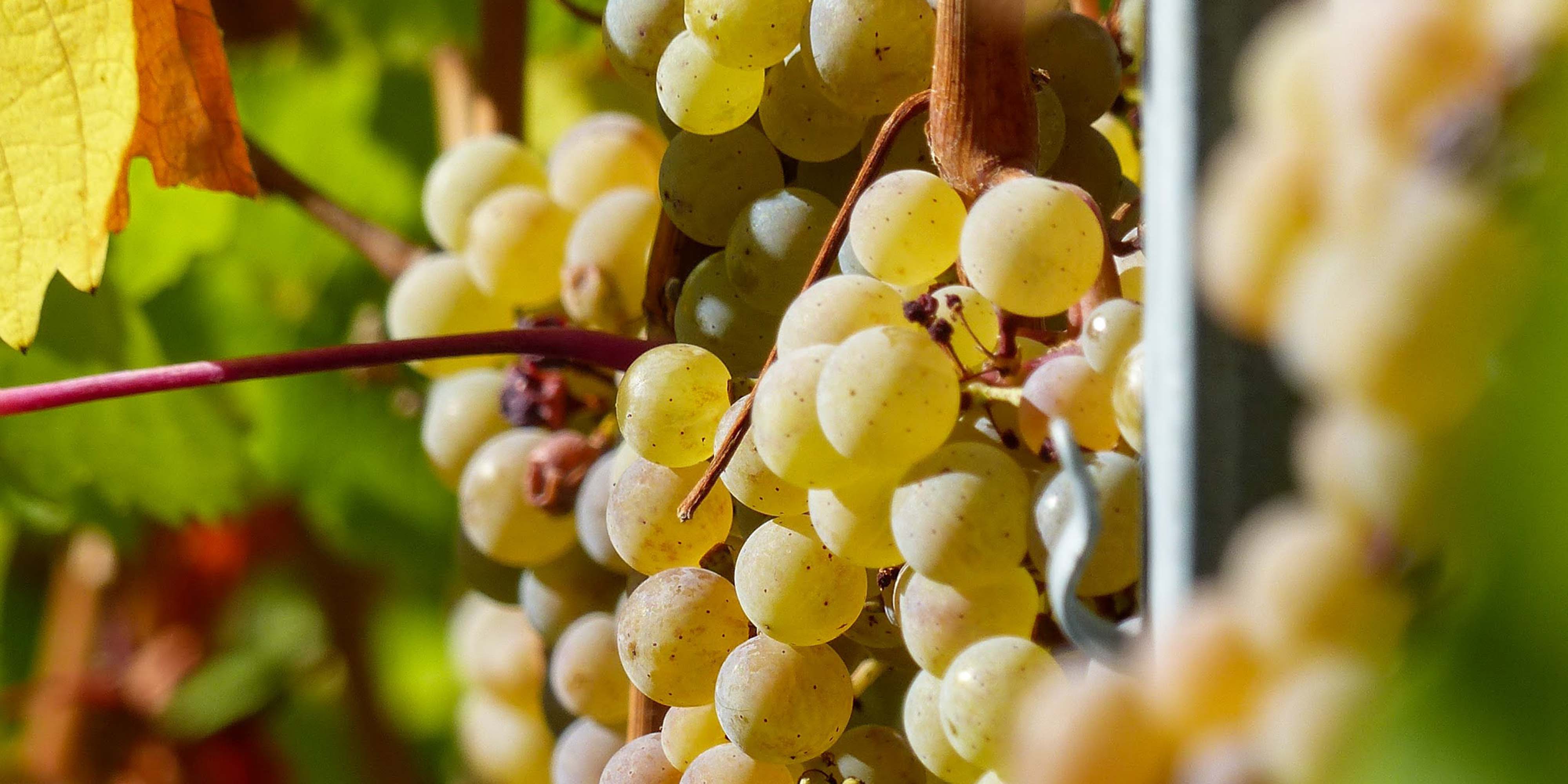 Albariño Wines – Family Wineries Direct