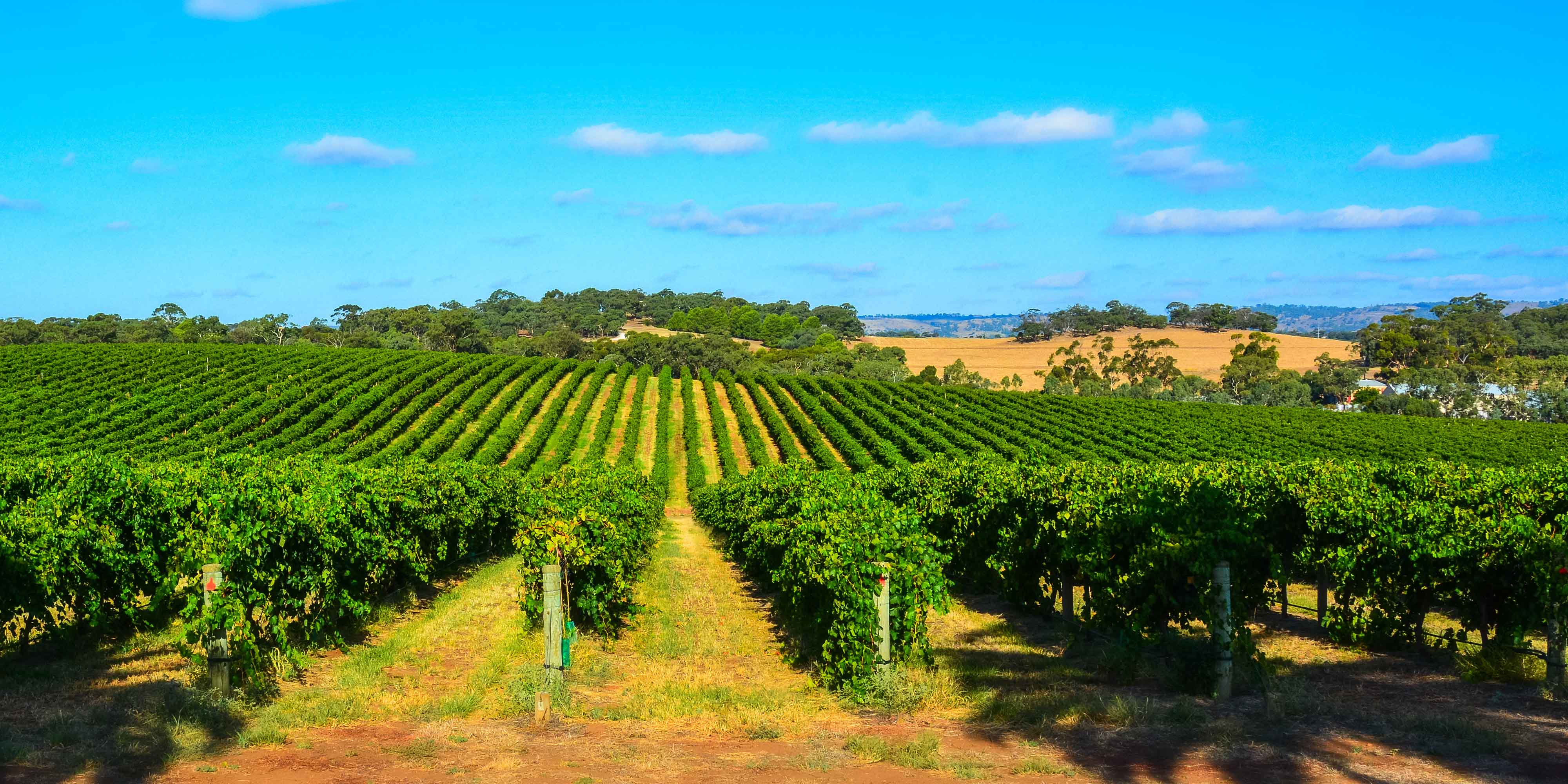 Australian Wines – Family Wineries Direct