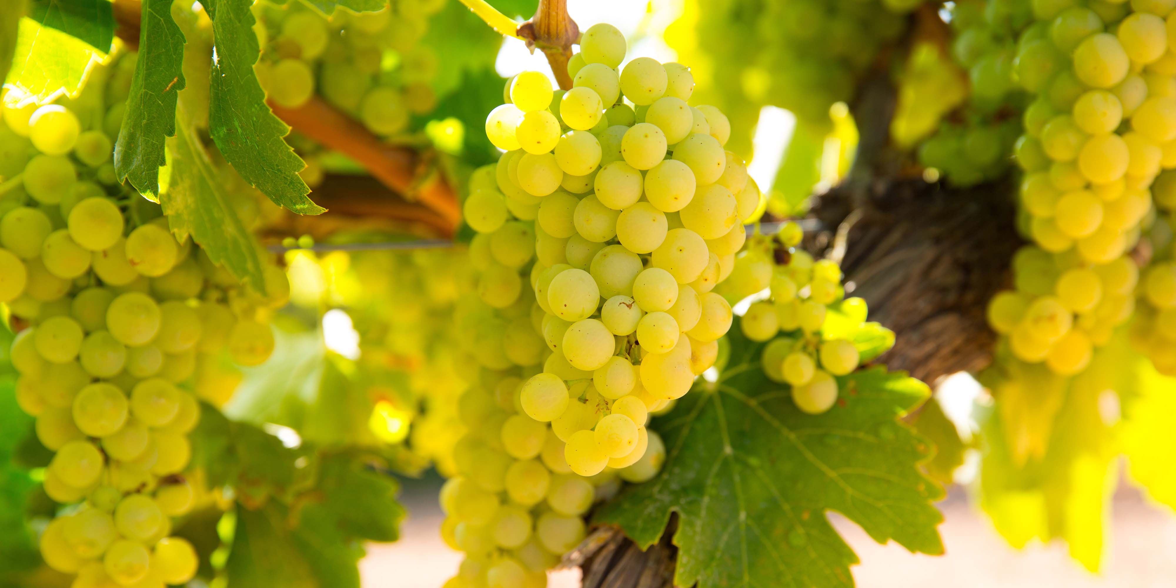 Champagne Wines – Family Wineries Direct