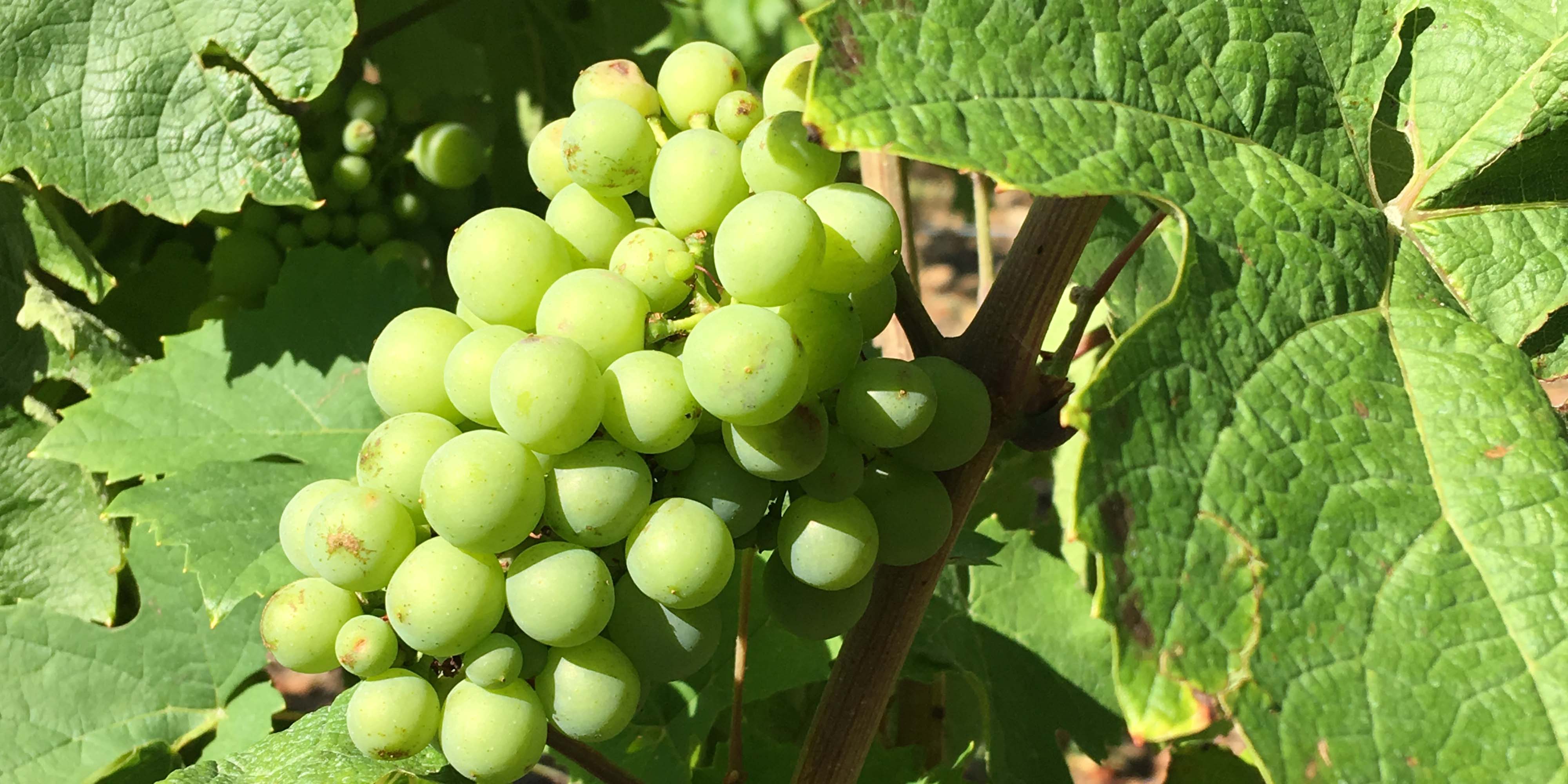 Chardonnay Wines – Family Wineries Direct
