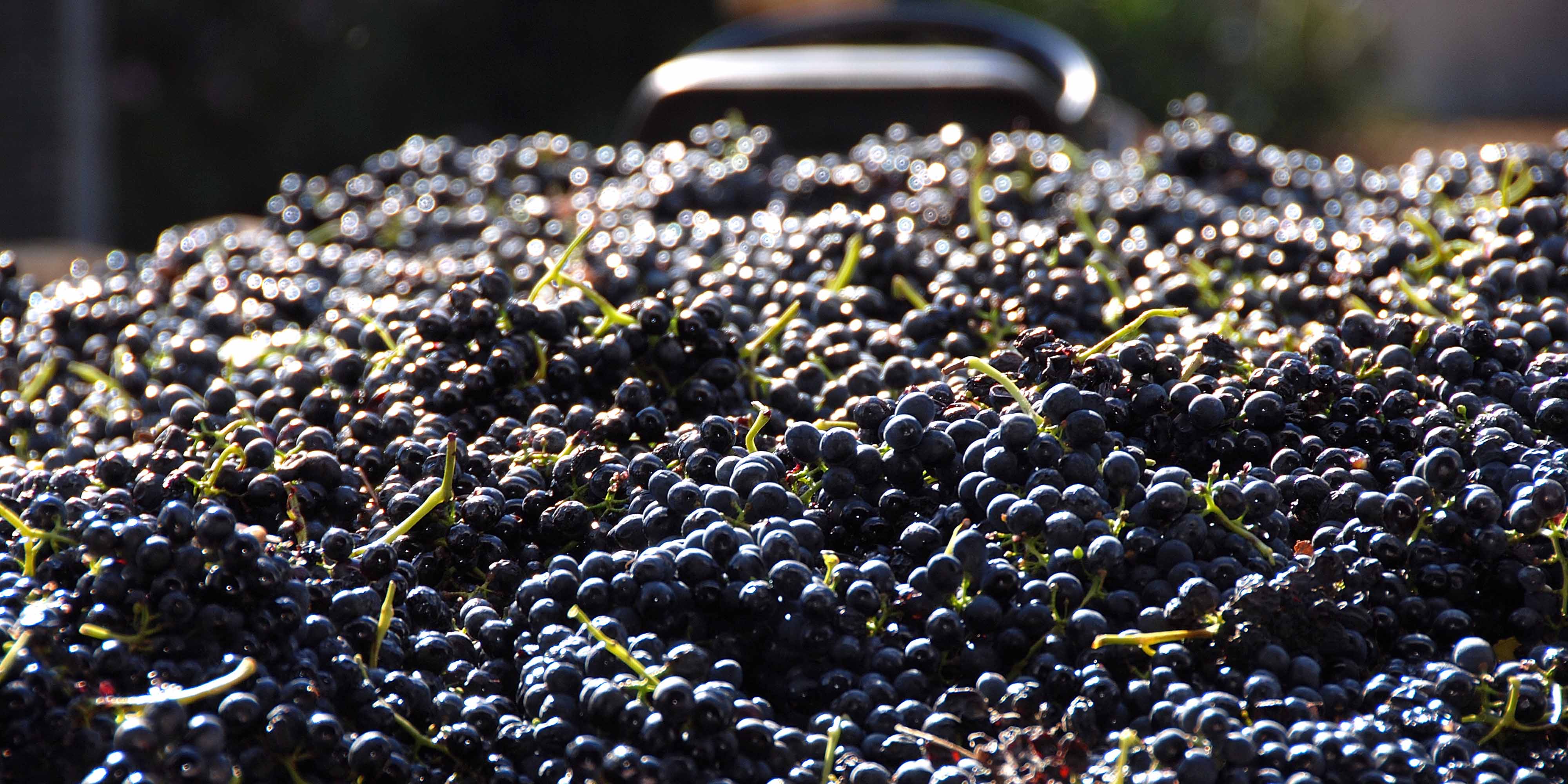 Merlot Wines – Family Wineries Direct