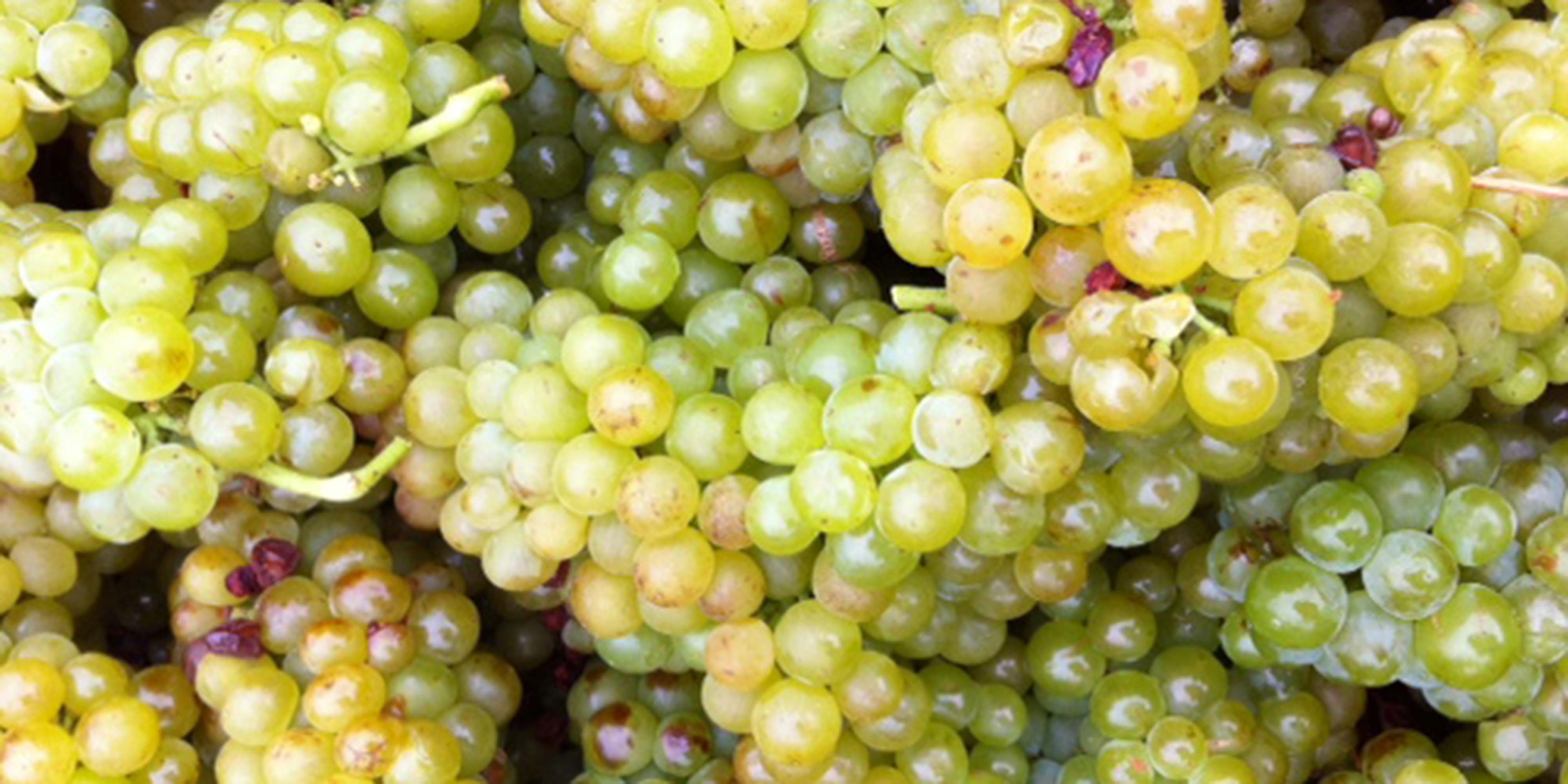 Moscato Wines – Family Wineries Direct