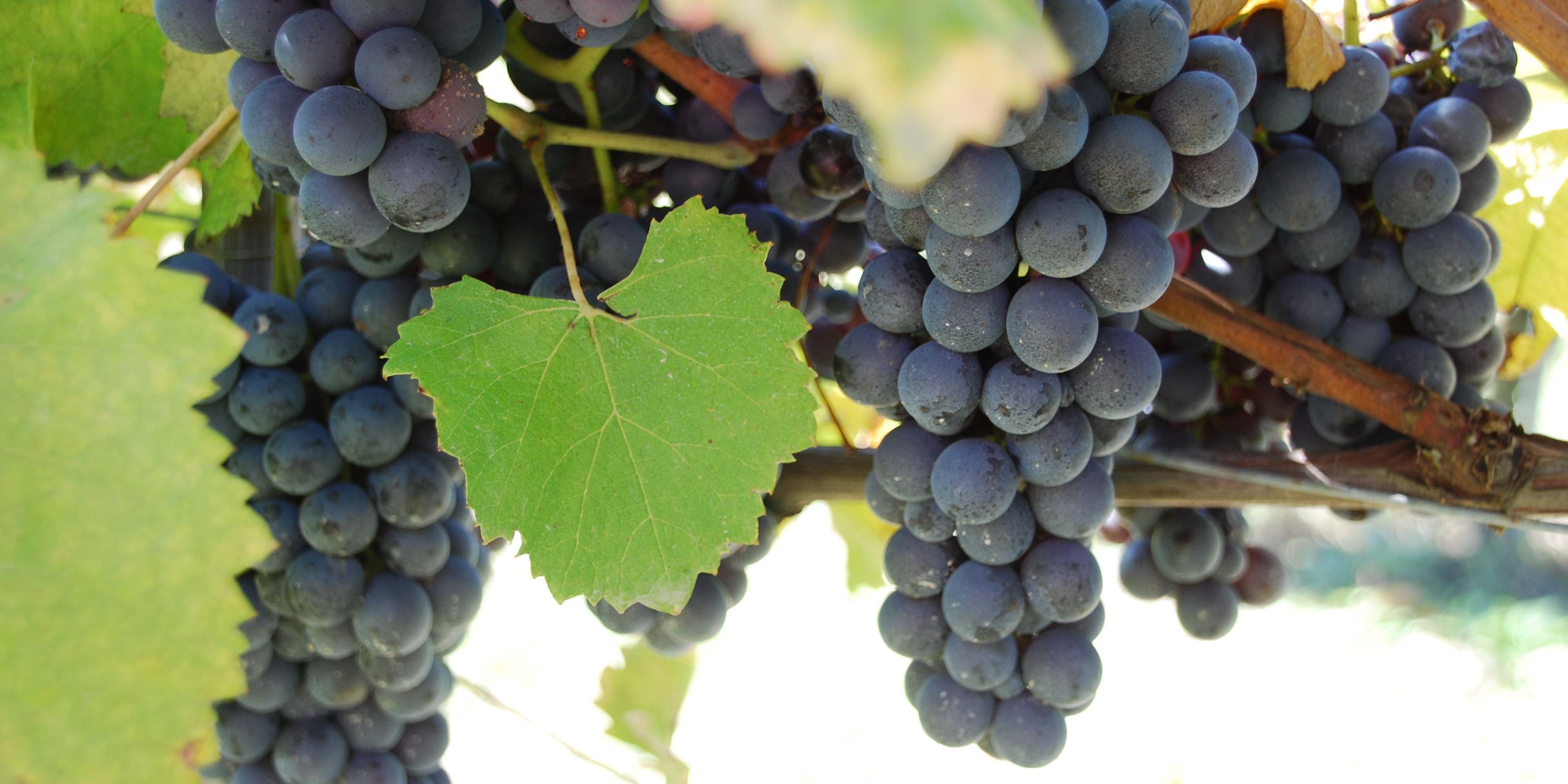 Nebbiolo Wines – Family Wineries Direct