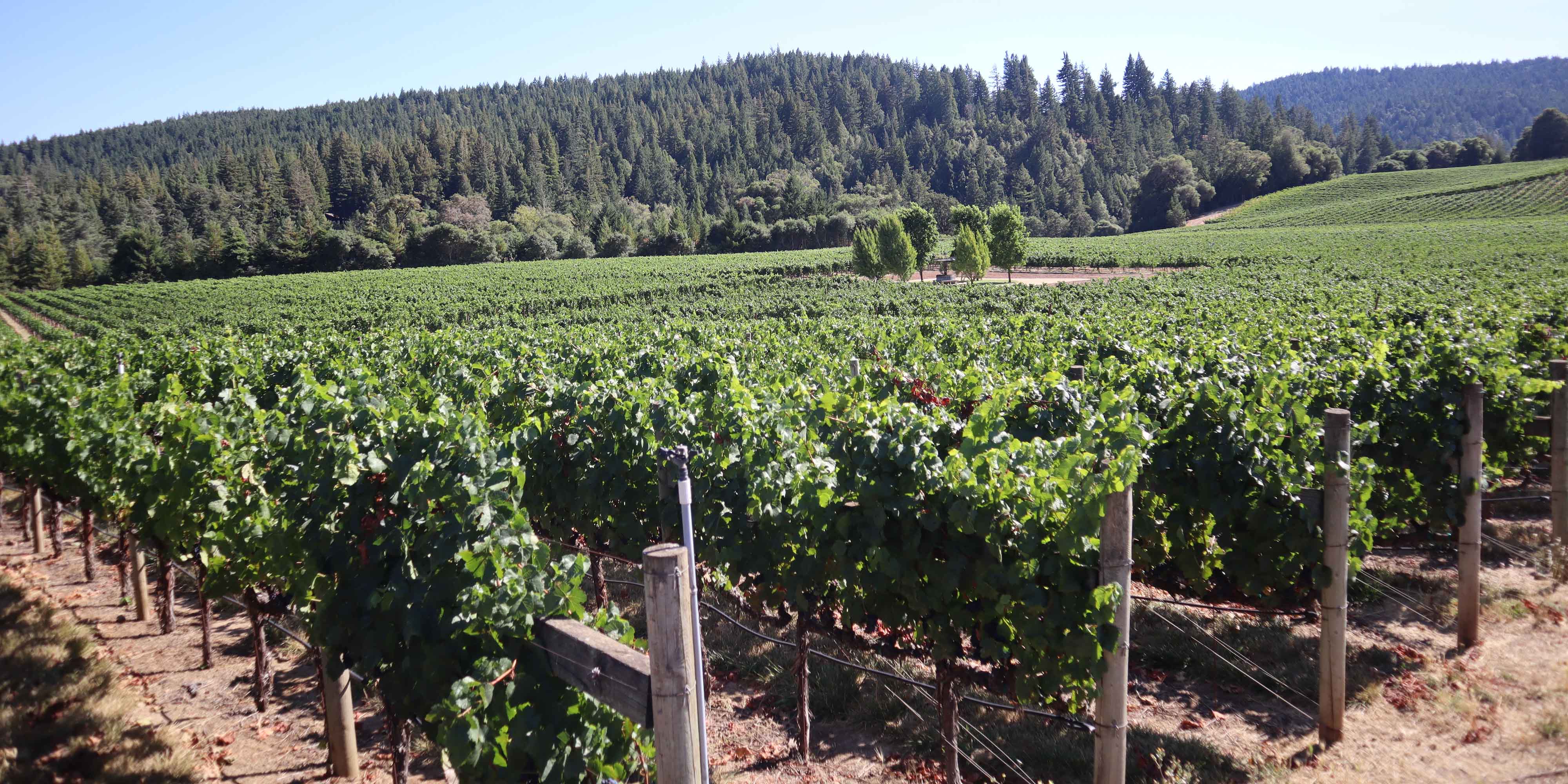 California North Coast Wines – Family Wineries Direct