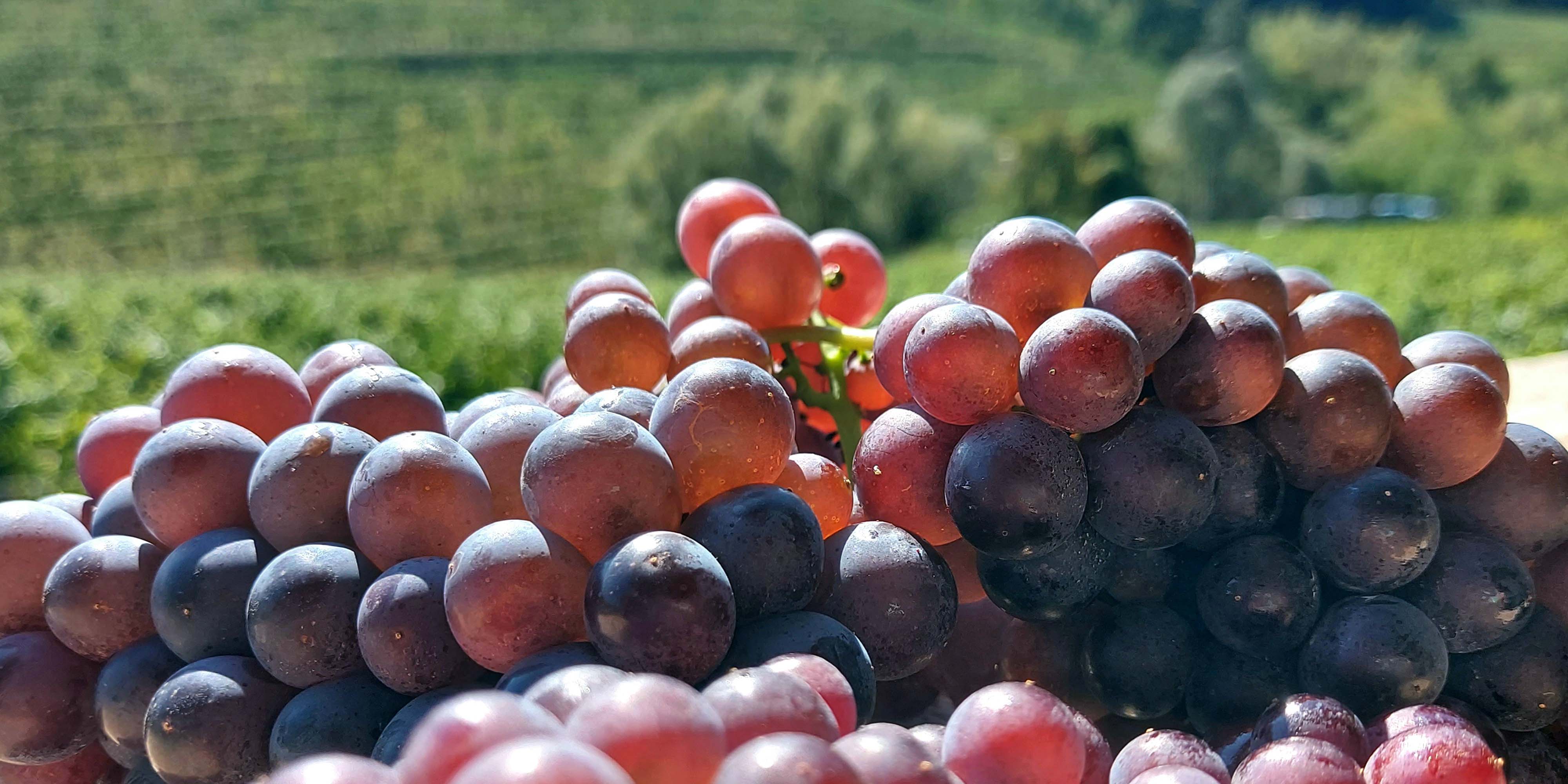 Pinot Grigio Wines – Family Wineries Direct