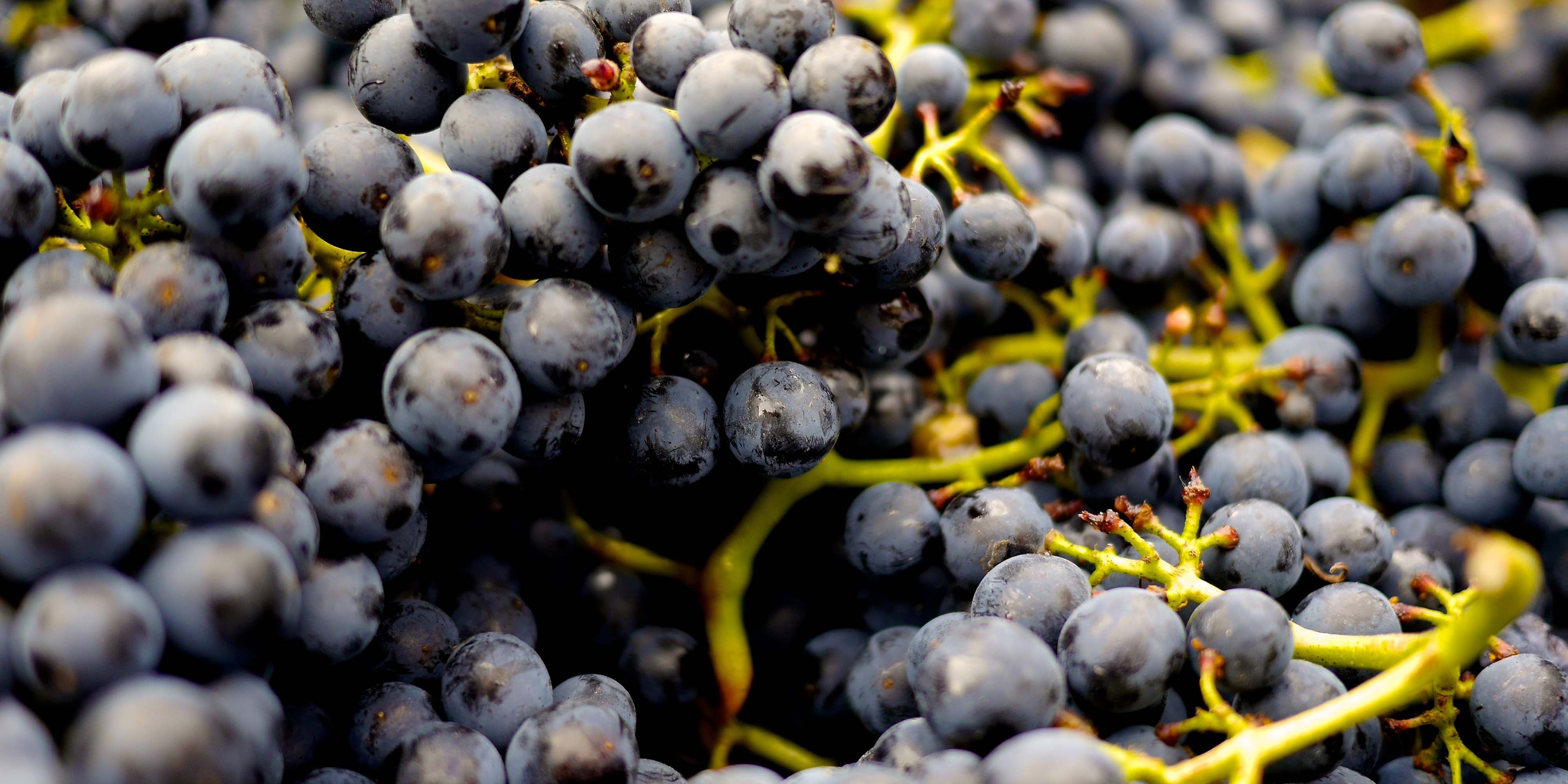 Port Wines – Family Wineries Direct