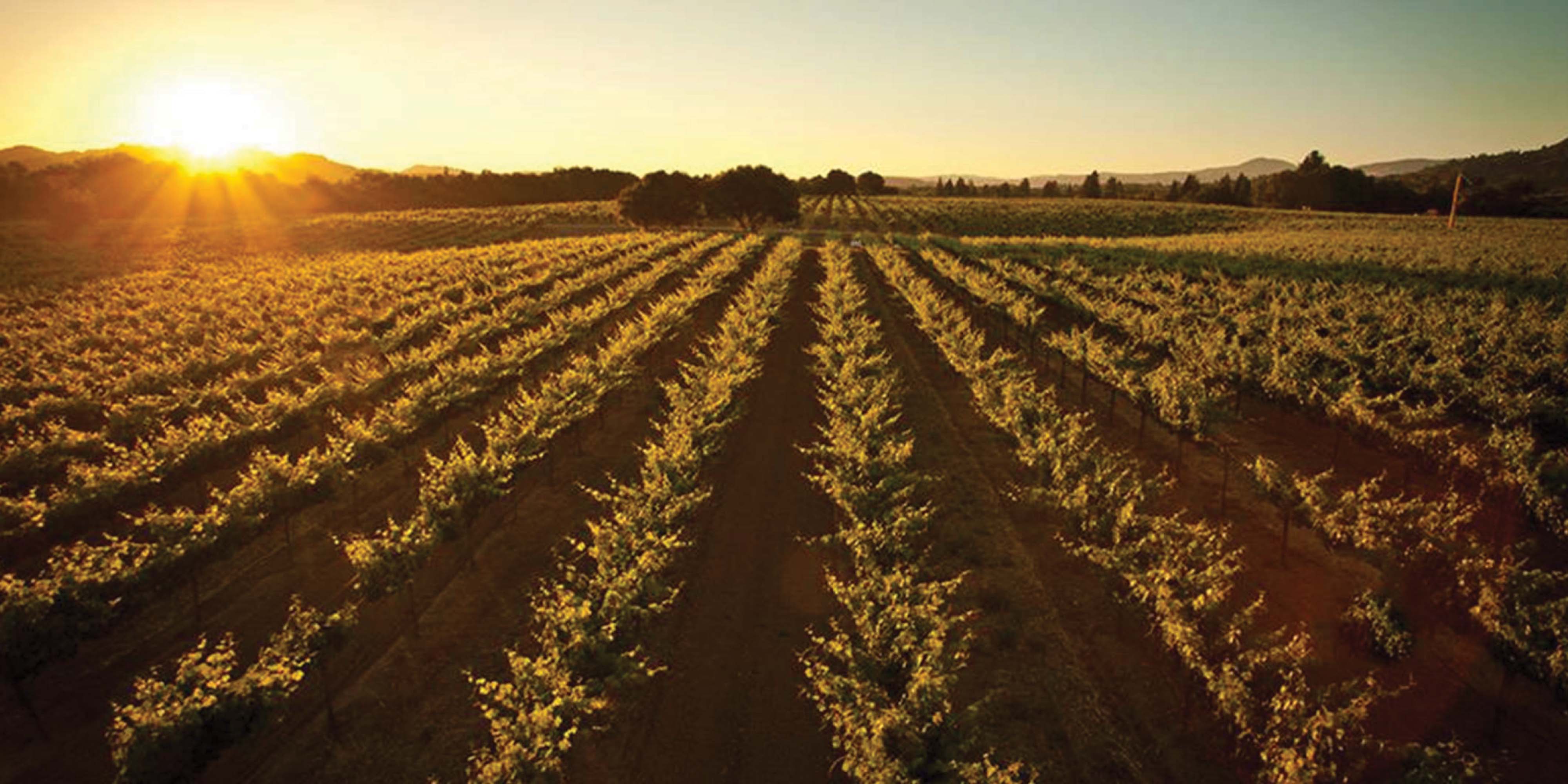 California Russian River Valley Wines – Family Wineries Direct