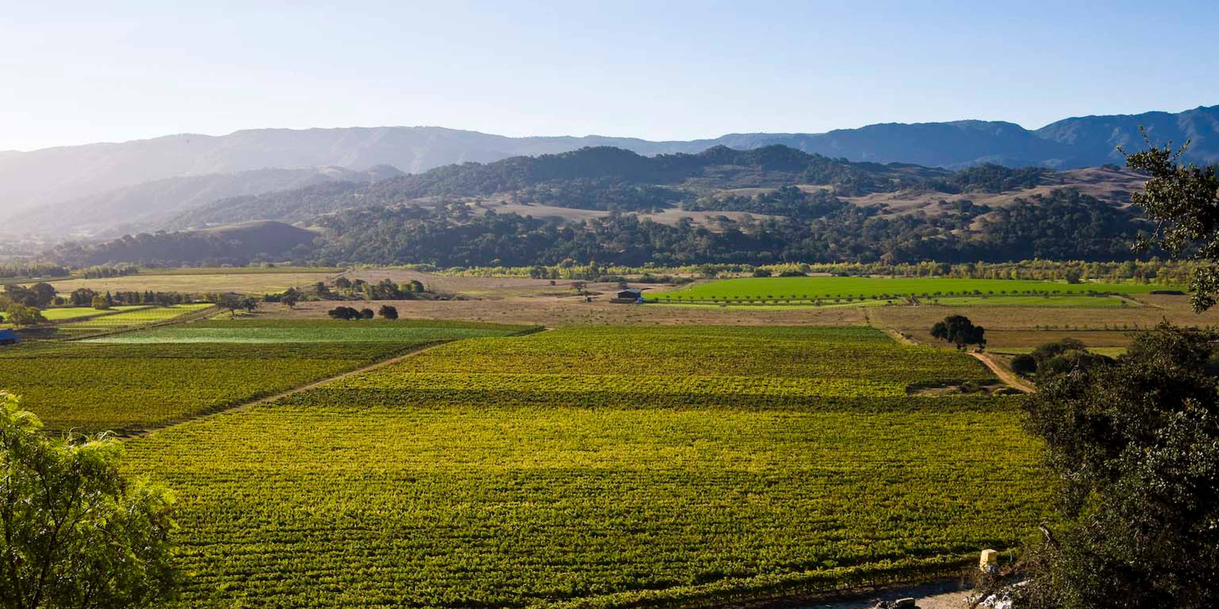 California Santa Barbara Wines – Family Wineries Direct