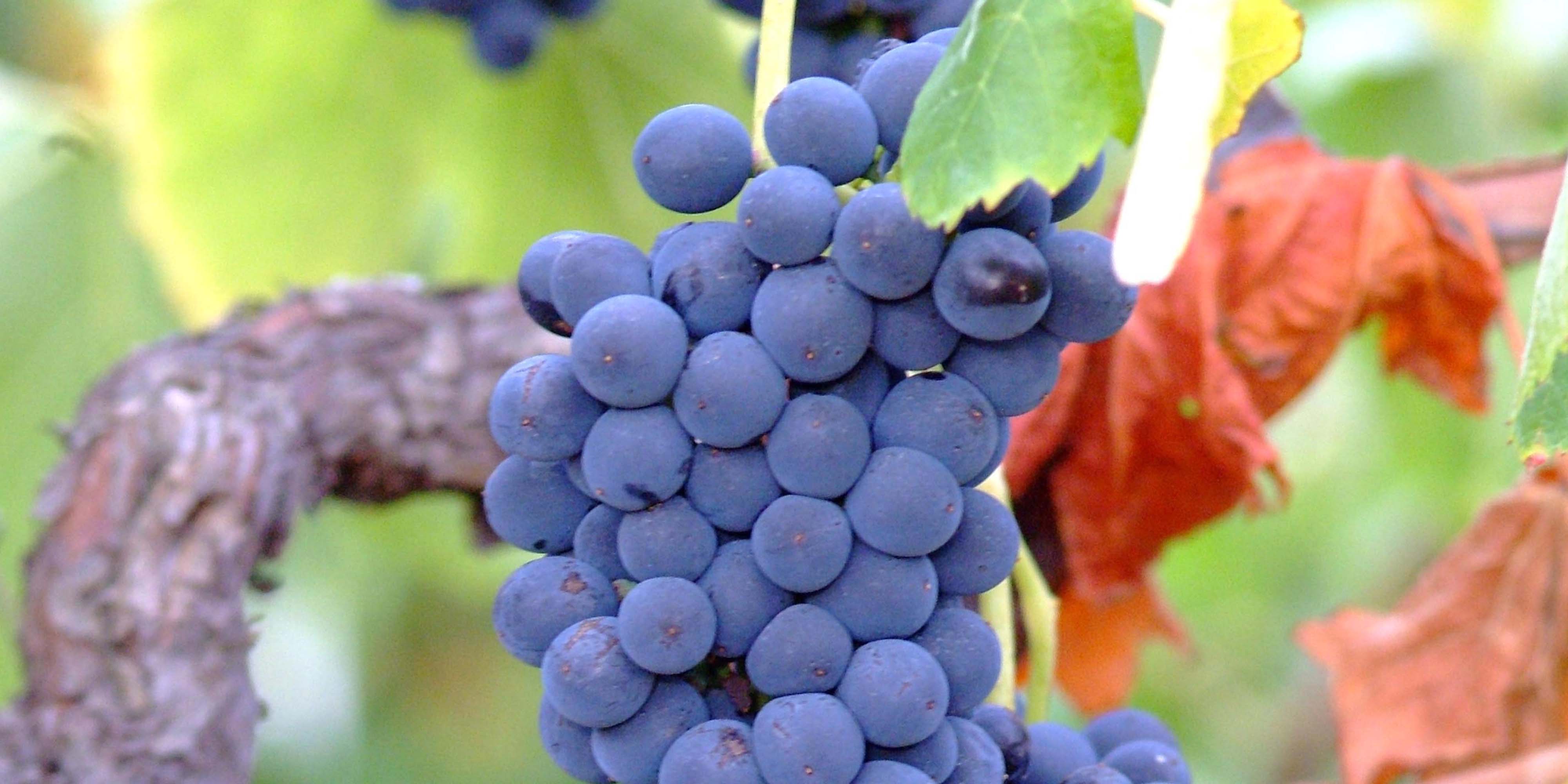 Syrah/Shiraz Wines – Family Wineries Direct