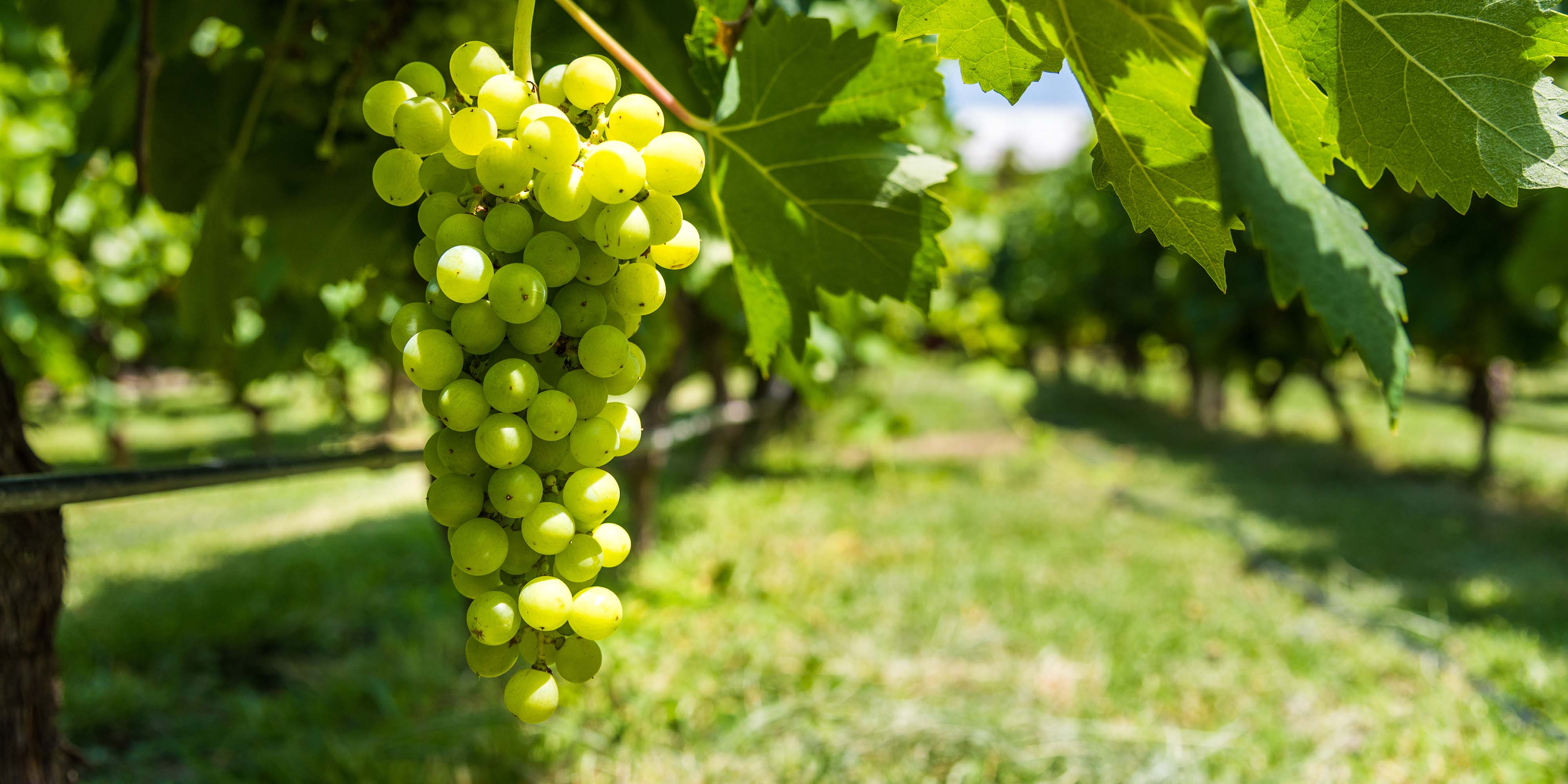 Torrontés Wines – Family Wineries Direct